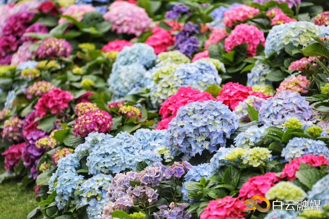 Floral wonderland at Yuntai Garden awaits your discovery | GDToday