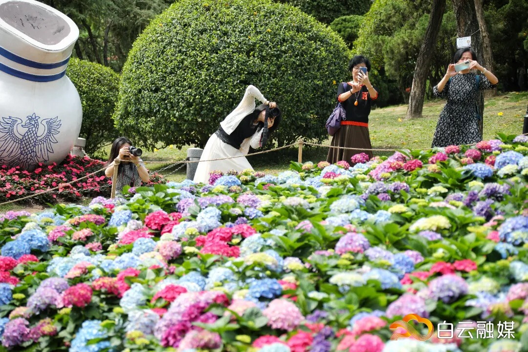 Floral wonderland at Yuntai Garden awaits your discovery | GDToday