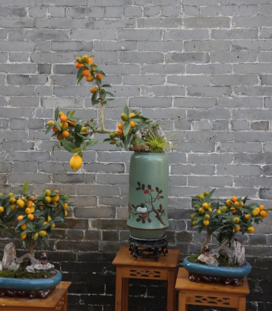 "Tangerine Tree King" of the Year Unveiled in Chenchun, Shunde | GDToday
