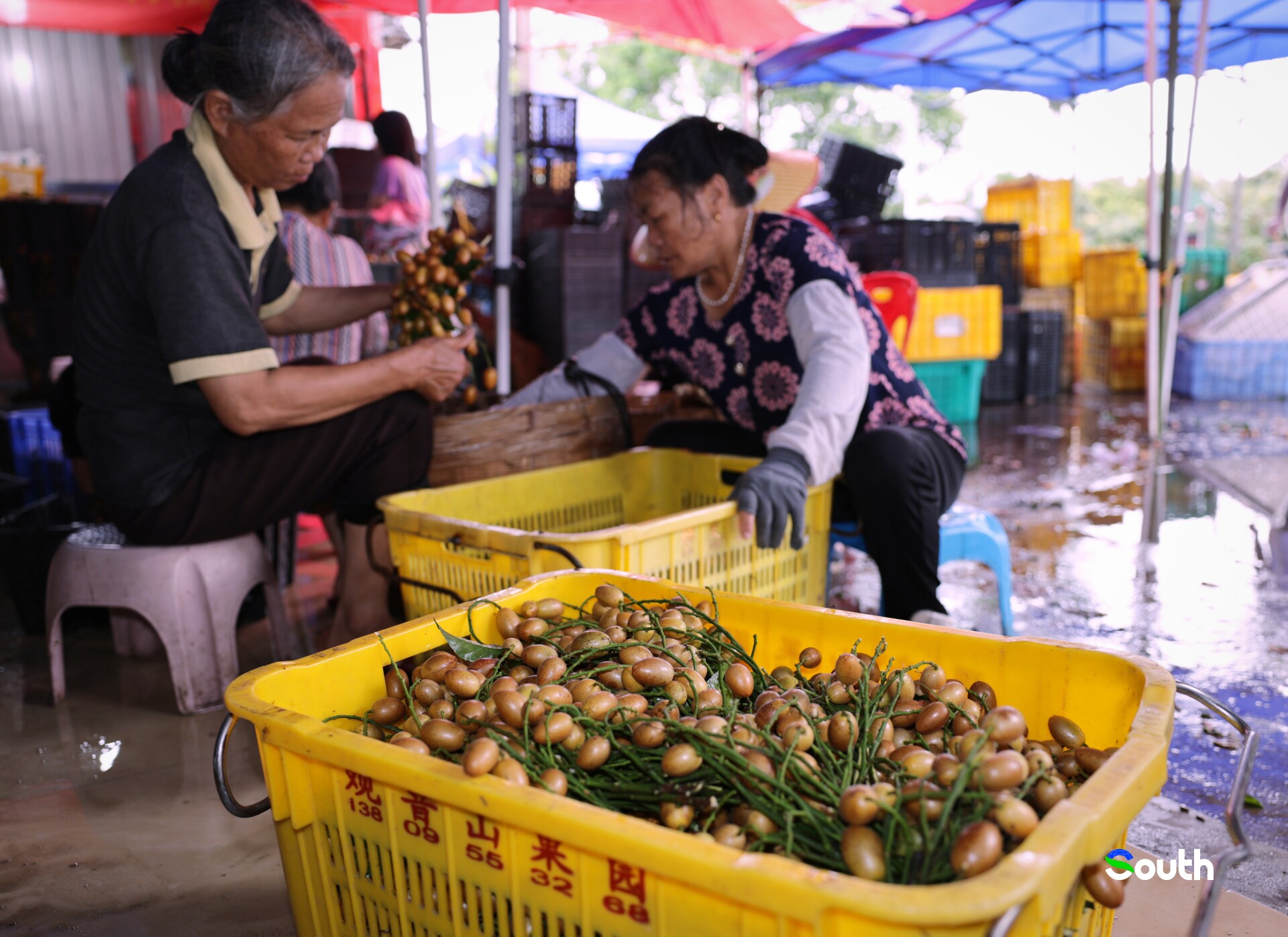 Guangzhou's golden wampee harvest fuels diverse delicacies | INFO Guangdong
