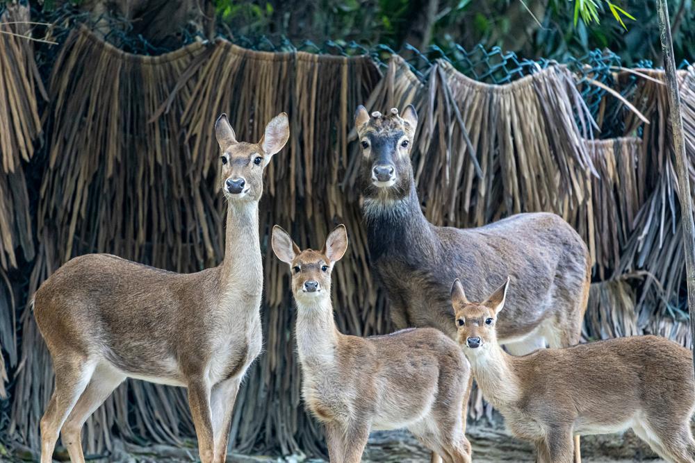 Rare Hainan Eld's deer calves make debut at Guangzhou Chimelong | GDToday