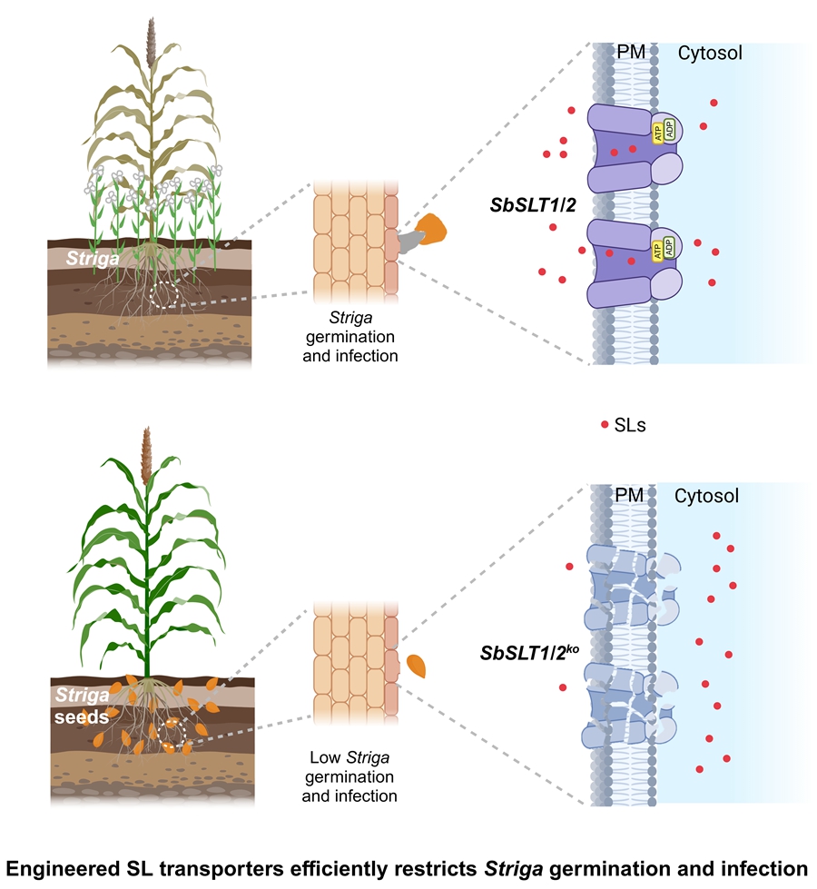 Striga-resistant crop varieties become a reality | GDToday