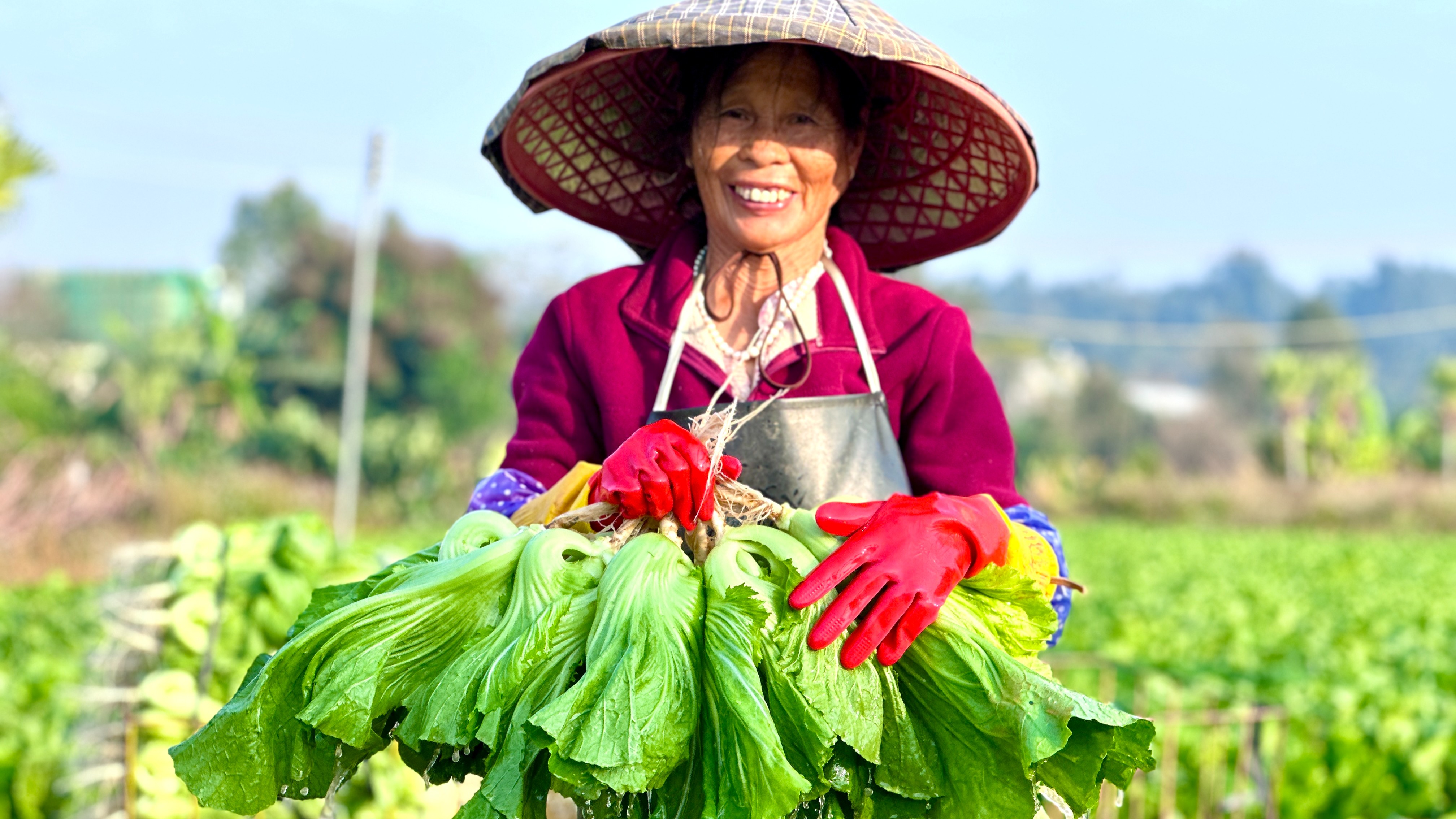 Legendary Shuidong Mustard reaches bountiful harvest in Maoming's ...