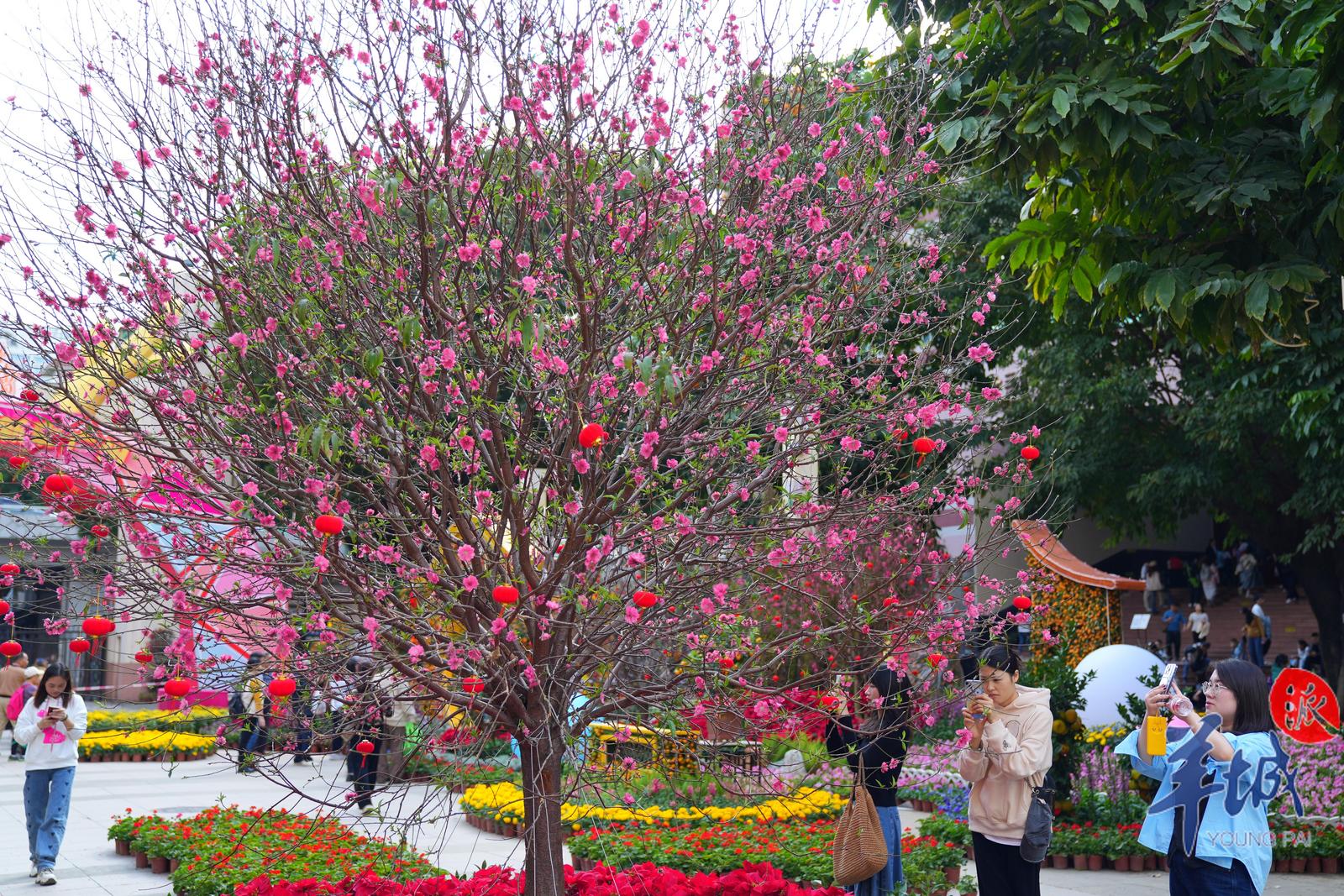 2024 Spring Festival Flower Market in Guangzhou: largest peach tree and ...