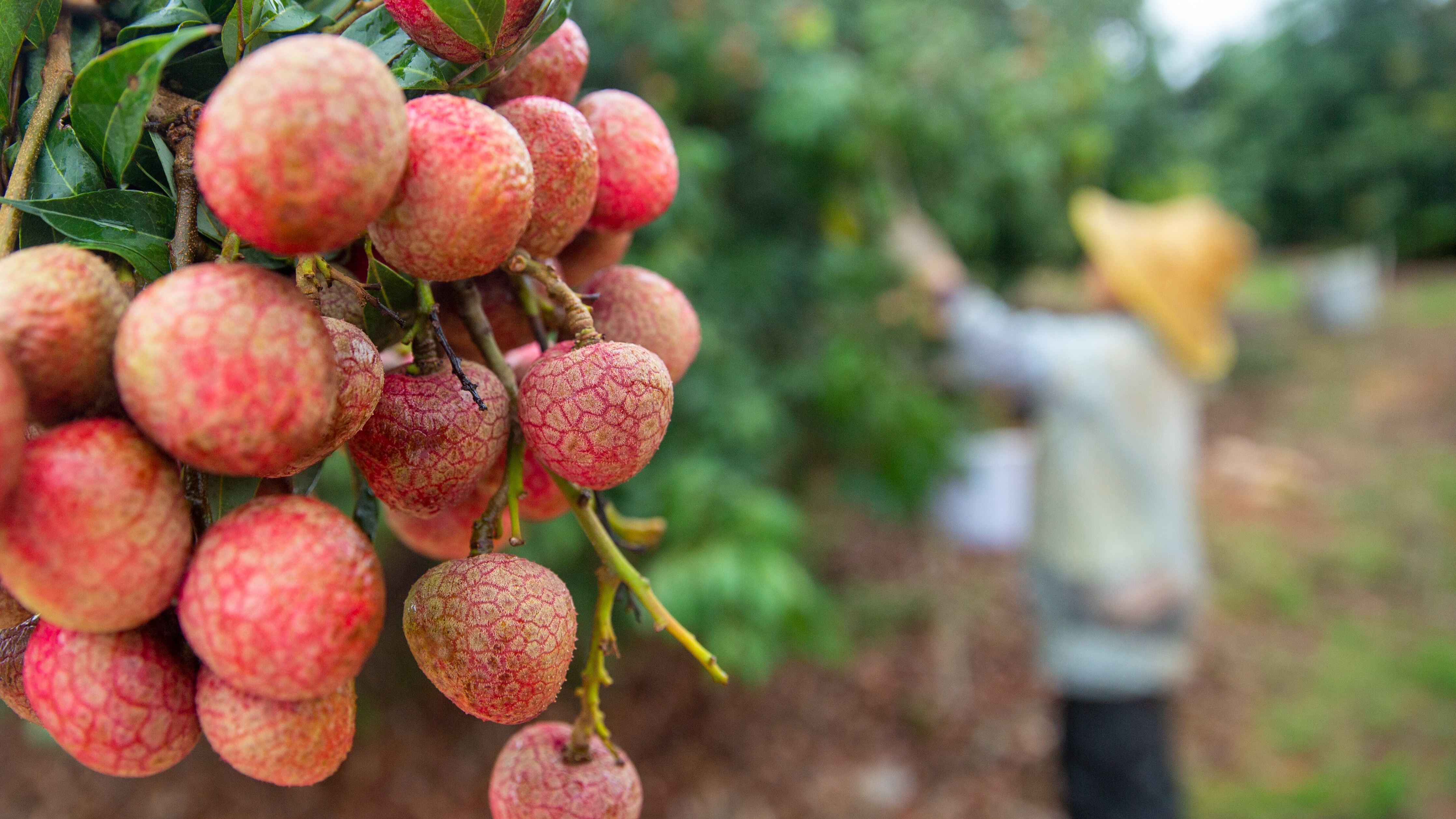 Dianbai lychee exports heat up with one major exporter shipping over 80 tons | GDToday