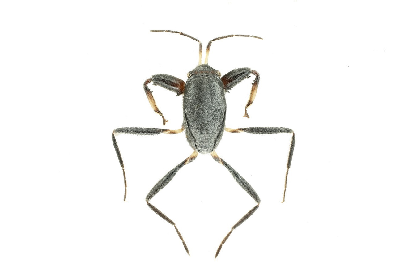 中大团队再探海生昆虫起源之谜 羚羊礁海蝽登上顶级学术期刊_南方网