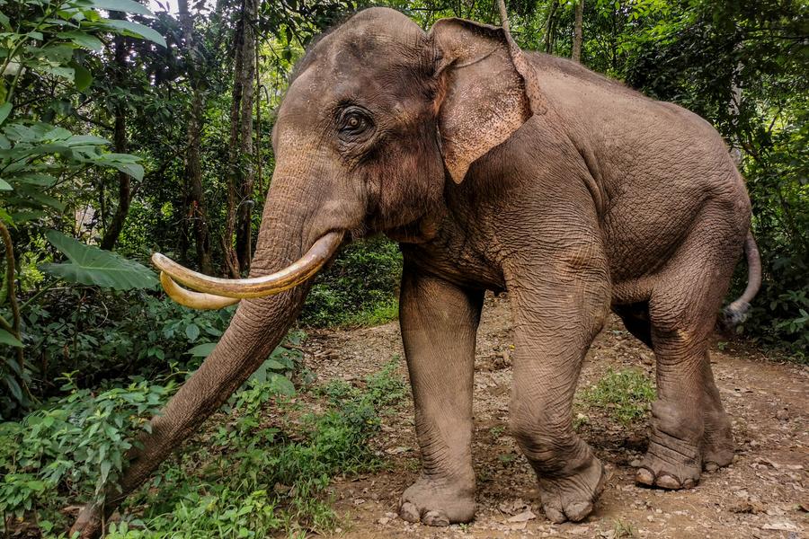 China-rescued Asian elephant adapting well after reintroduction to ...
