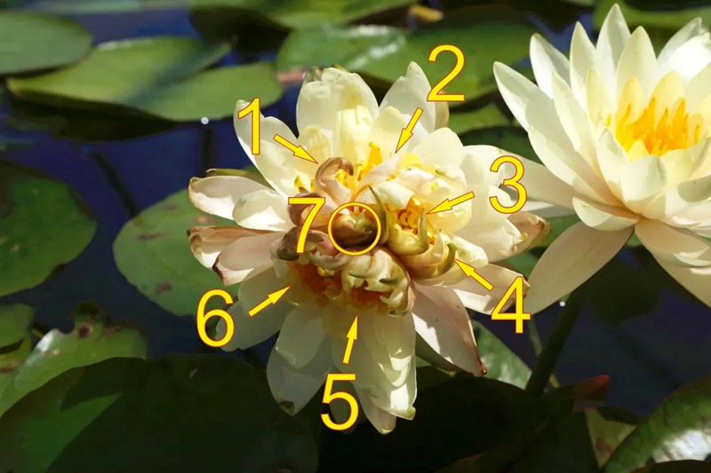First seven-core lotus flower spotted in Guangzhou's Lotus Mountain_www ...