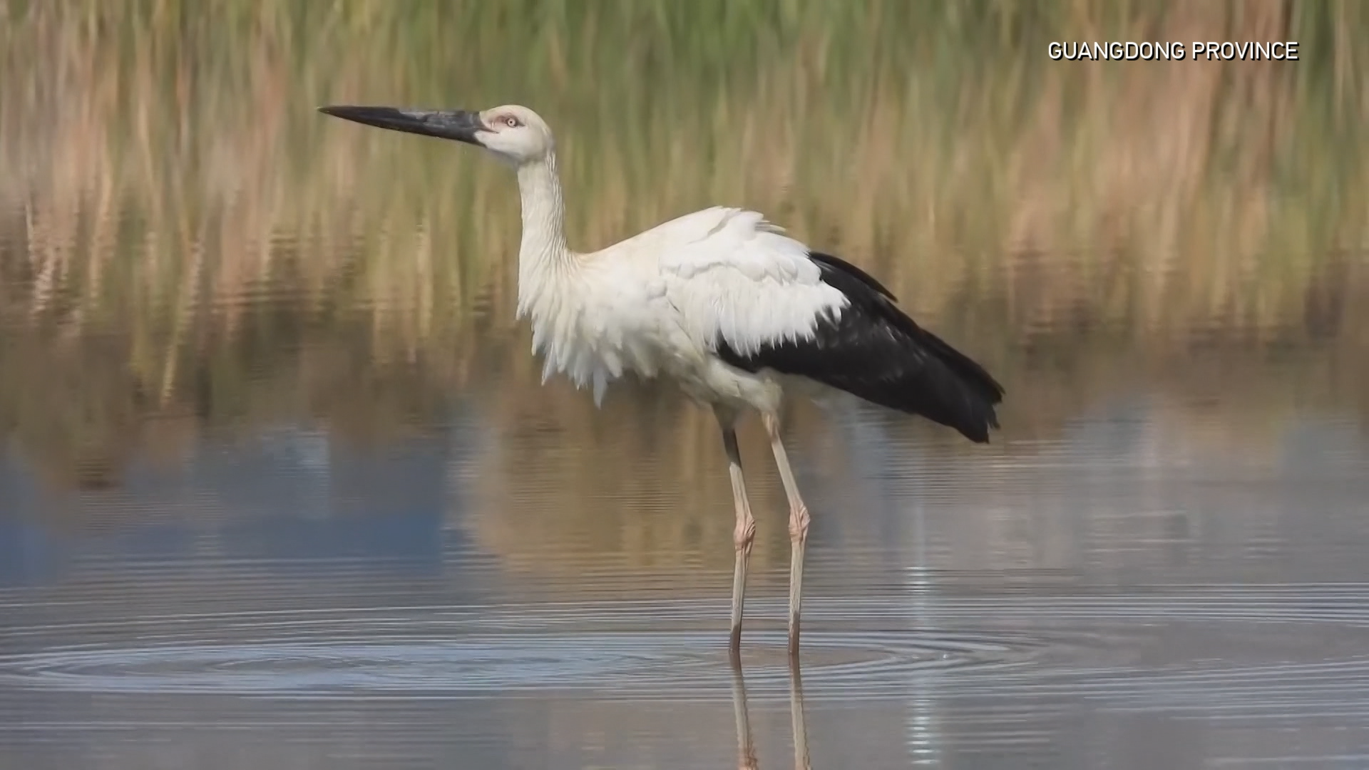 Guangdong launches 2026 wintering water bird monitoring program | South