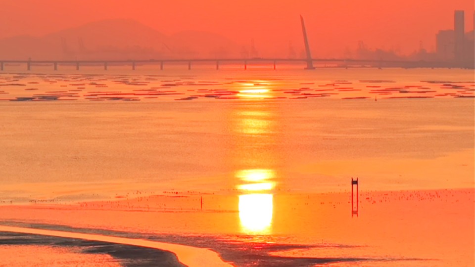 Birds on golden water, treelines against sky | South