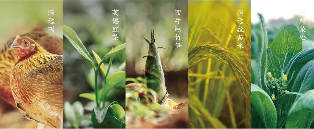 Qingyuan, a treasure trove of niche tourist attractions in China | GDToday