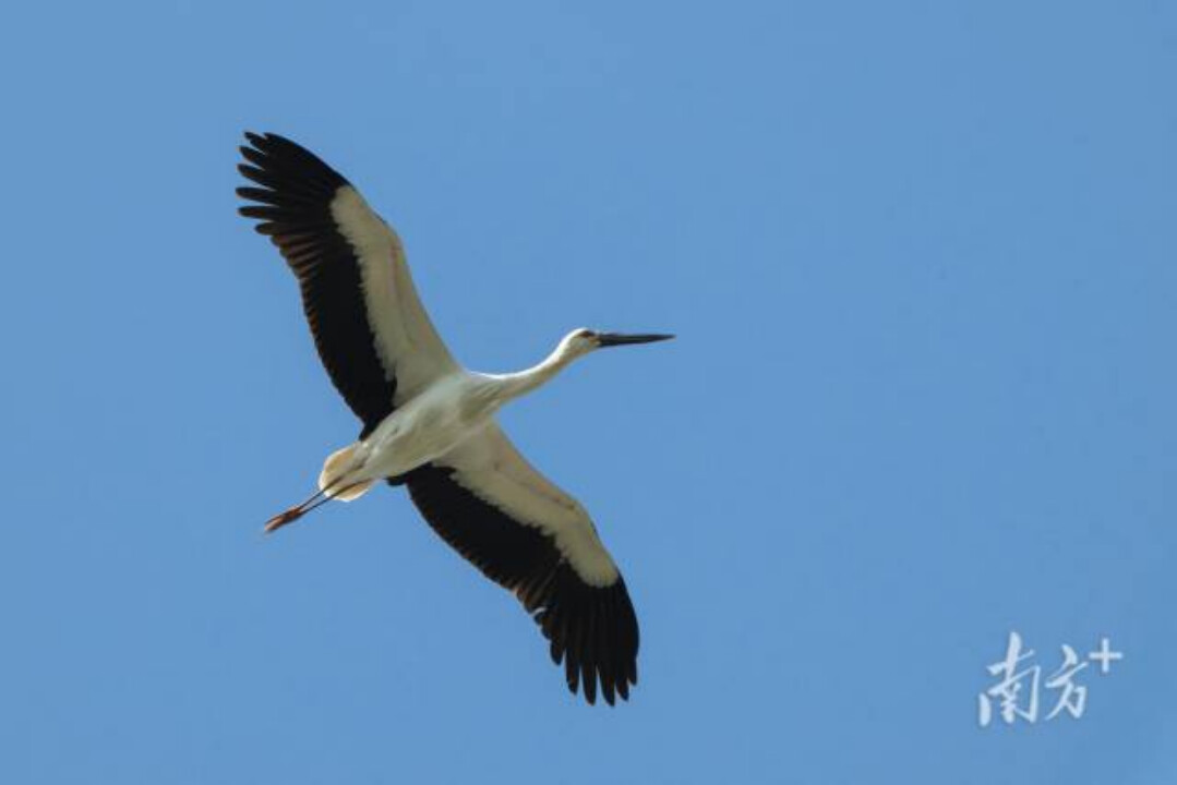 17 oriental white storks spotted in Maoming for the first time | GDToday