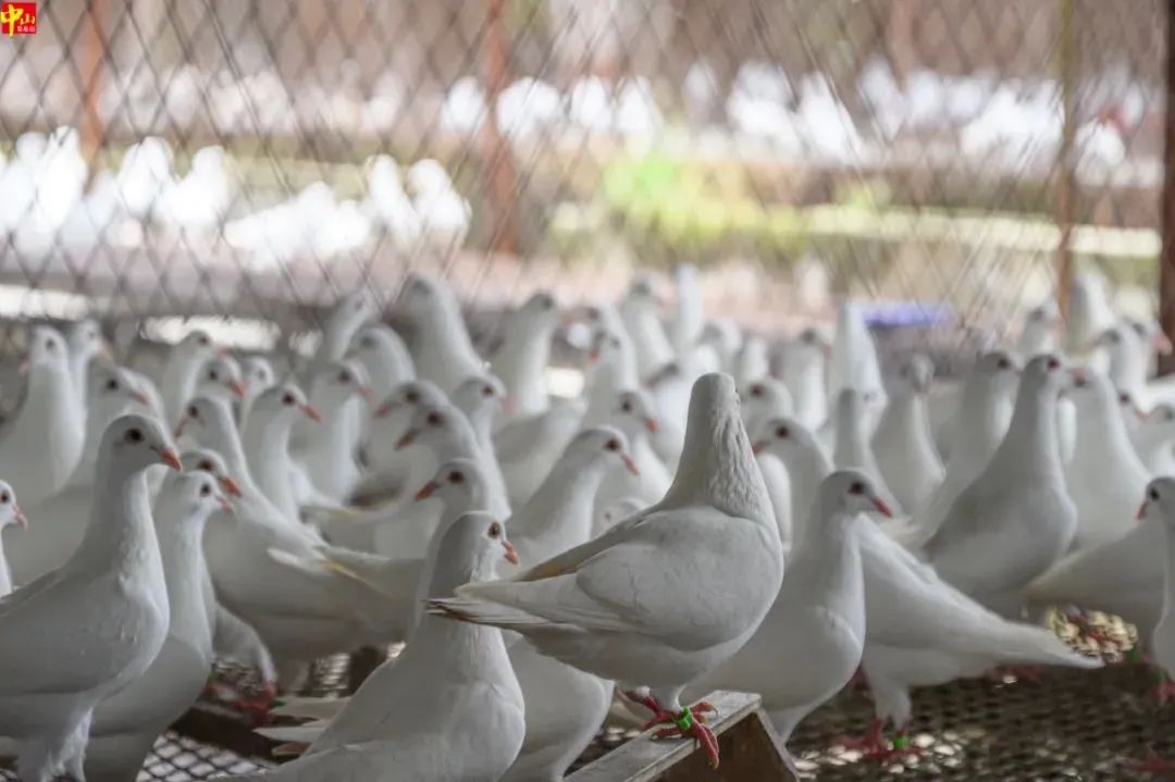Come to Zhongshan and taste juicy Shiqi Pigeon | GDToday