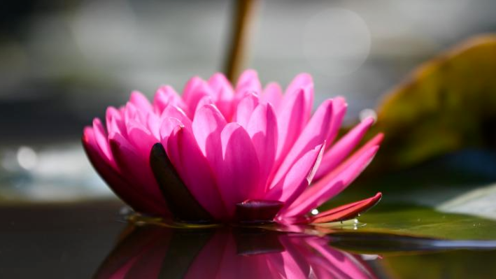 Water lilies displayed at Yunxi Botanical Garden in Guangzhou | South