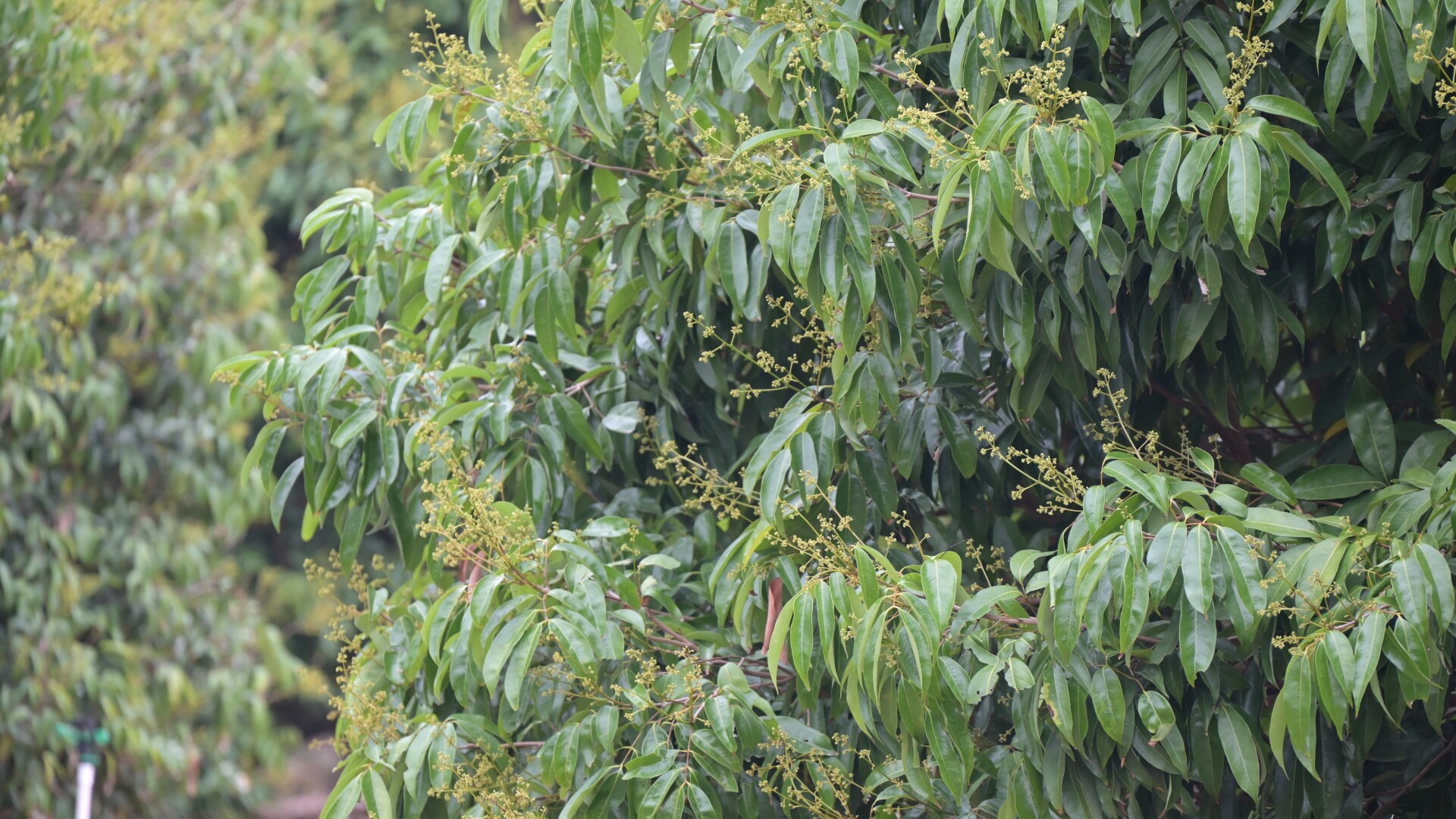Several early-ripening lychee varieties in Maoming have borne fruits ...