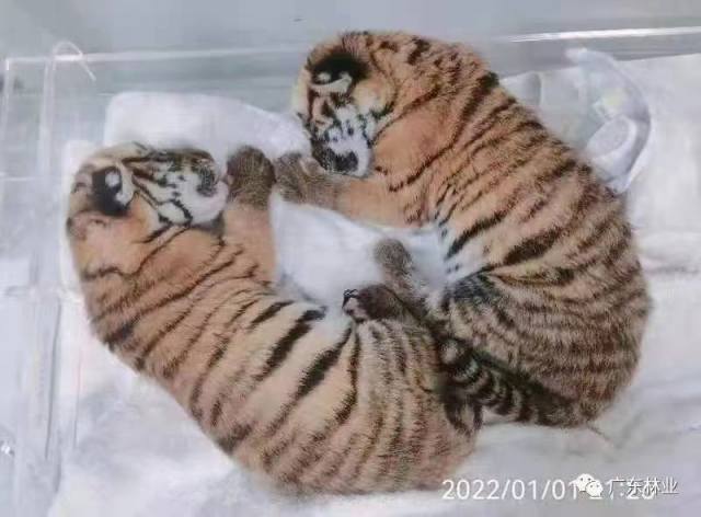 South China tiger and other endangered species well preserved in GD ...