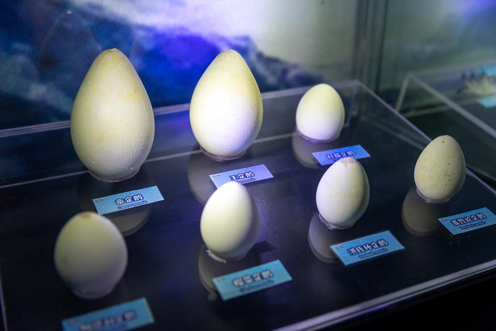 Conservation achievements of penguins presented in Chimelong Ocean ...