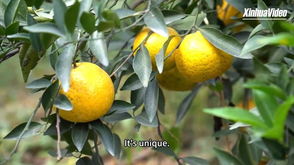 Exploring chenpi-making, an intangible cultural heritage in Guangdong, China | GDToday