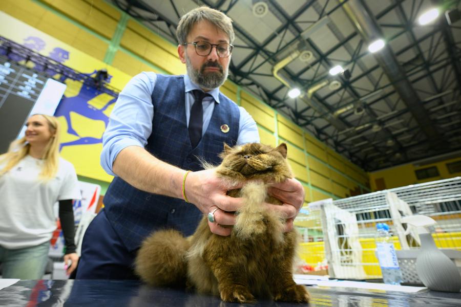 Cat shows worldwide over weekend | South