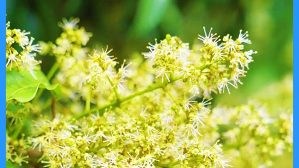 Lychee flowers bloom in warm spring | GDToday