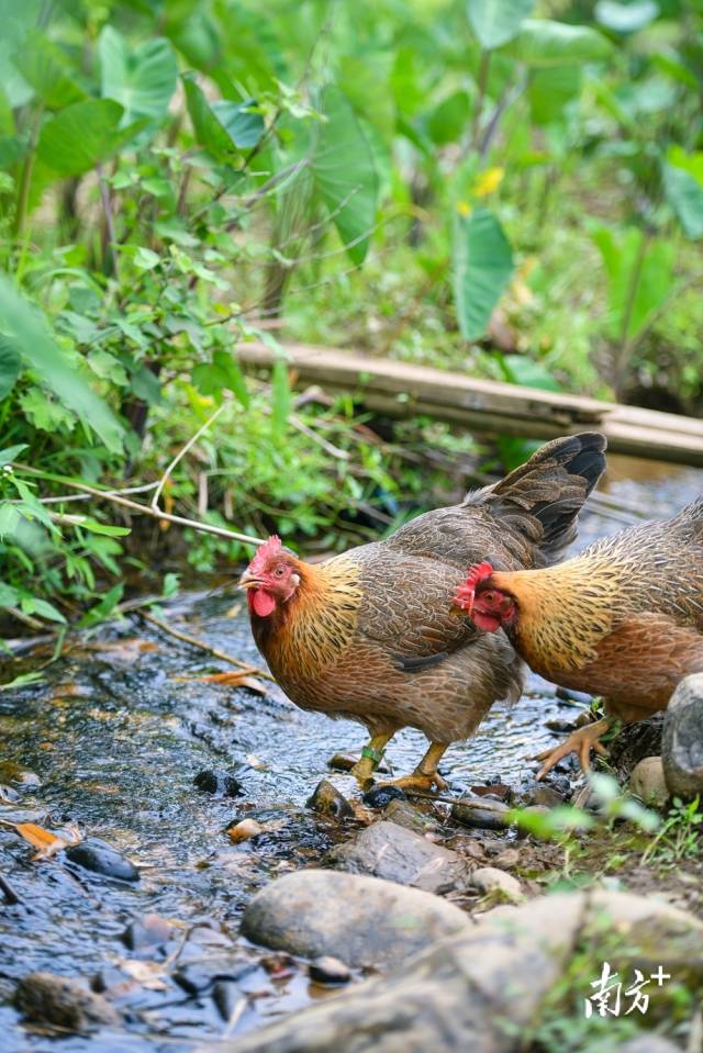 Qingyuan's agricultural production sets new high record | GDToday