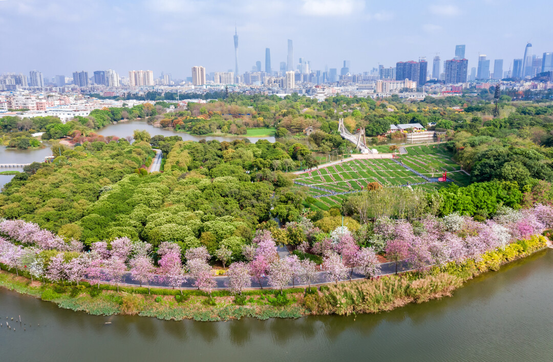 Haizhu Wetland to launch flower viewing activity | GDToday