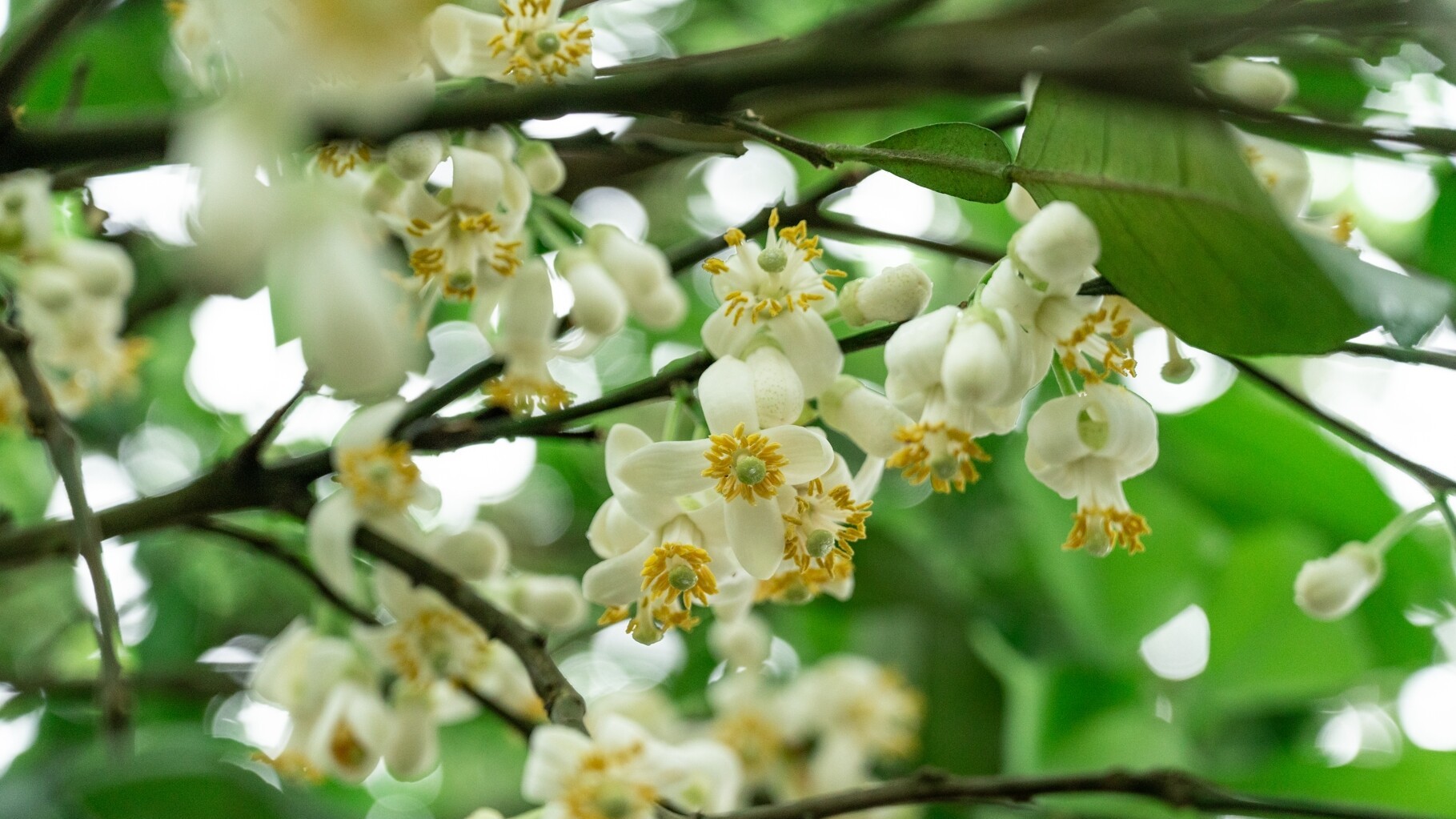 Come and enjoy Huajuhong blossoms in Maoming | GDToday