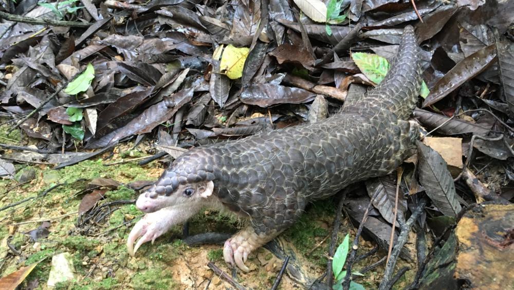 'Ten Biological Signatures' debut in Nanling National Park (Proposed ...