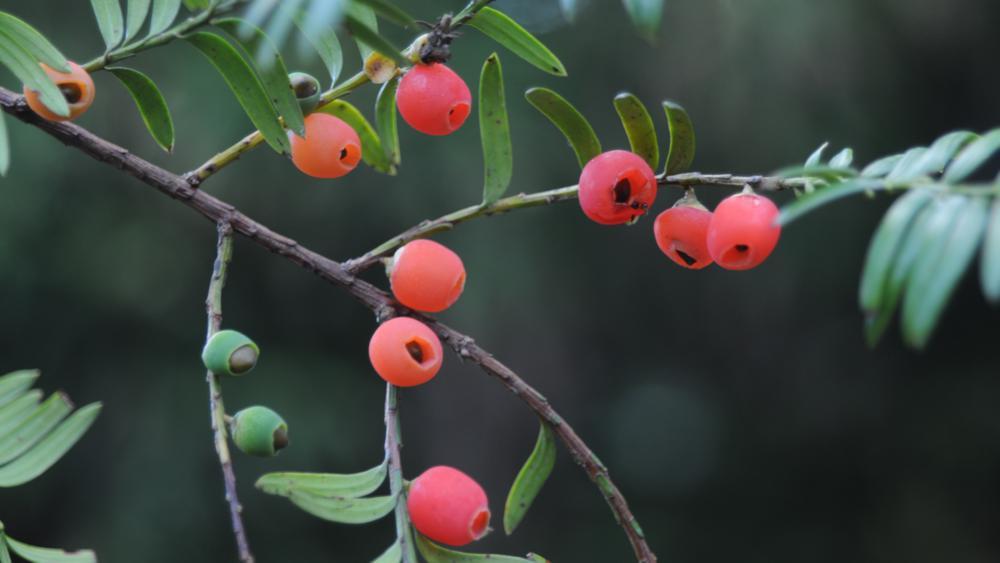 'Ten Biological Signatures' debut in Nanling National Park (Proposed ...
